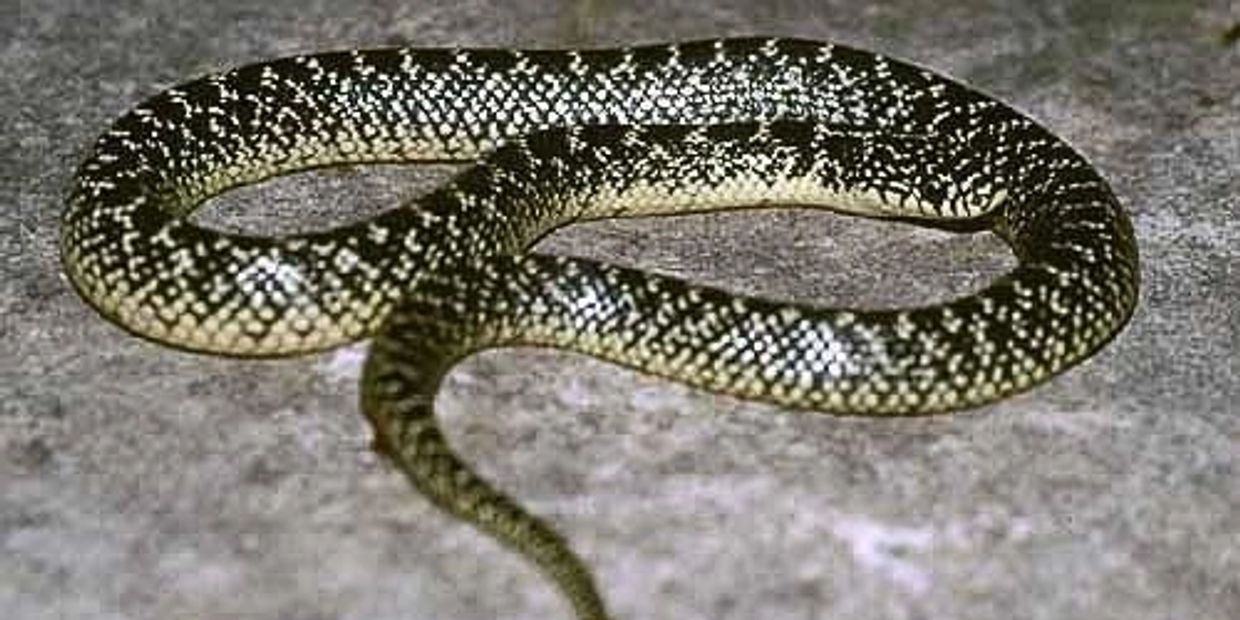 Males and Females Cherry Line Amarillo Red Bull Snakes 2025 Taking Pre Orders